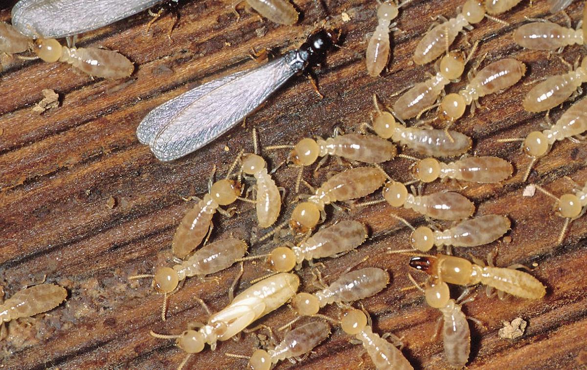 Anti Anay for Wood | Fastkil Pest Control Services