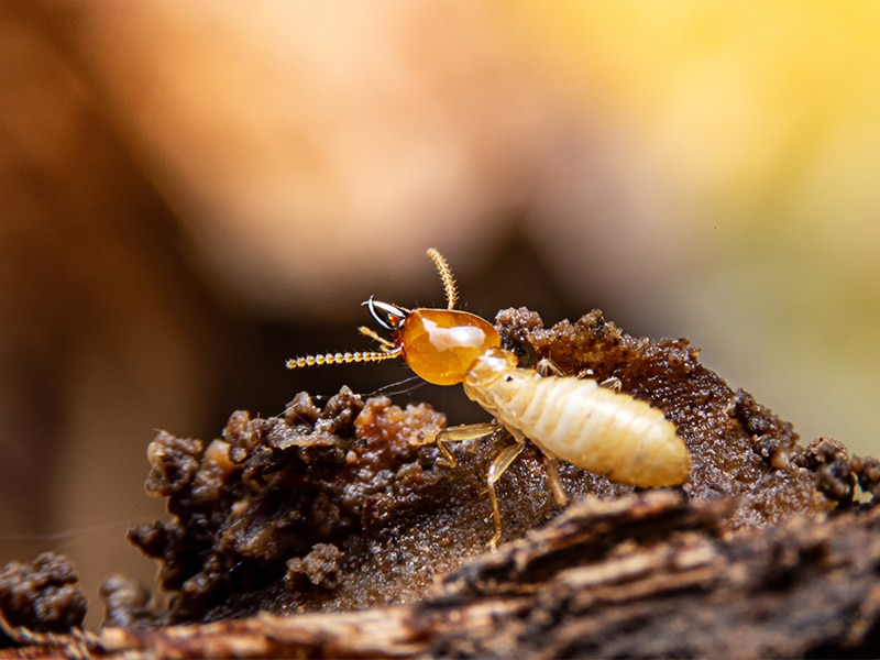 Baiting vs. Soil Treatment - Comparing Termite Extermination Methods ...